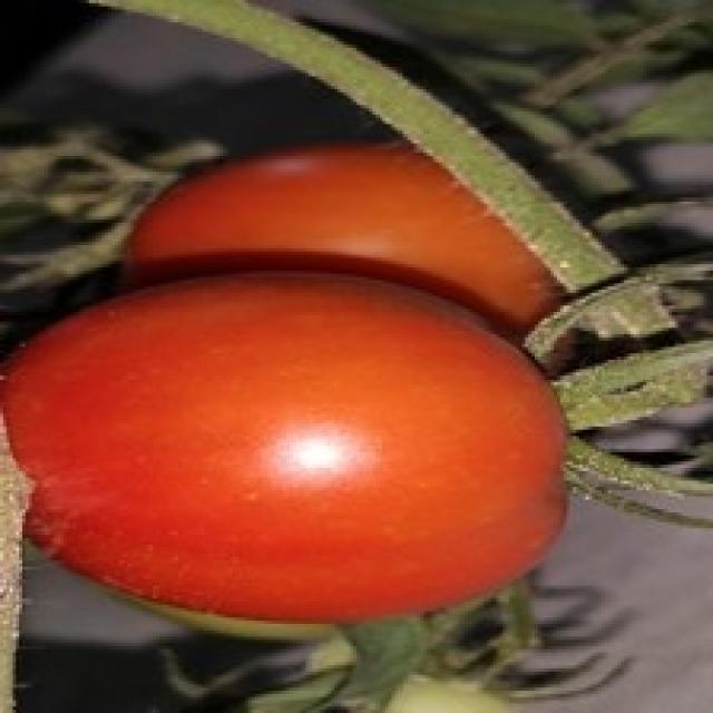 tomato Object Detection Dataset and Pre-Trained Model by verduras1