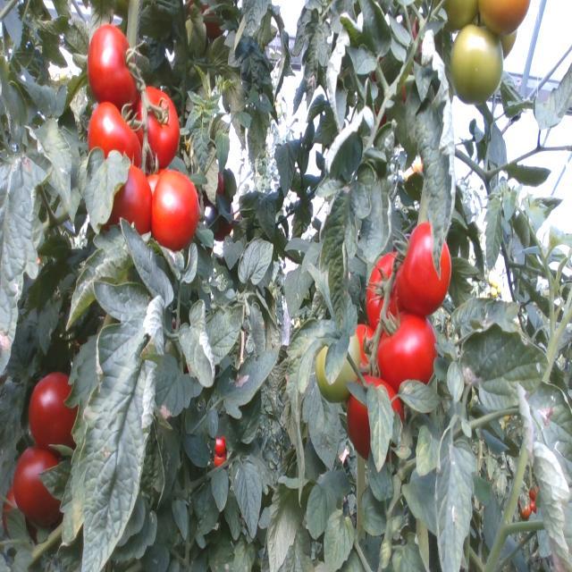 tomato Instance Segmentation Dataset by bafo