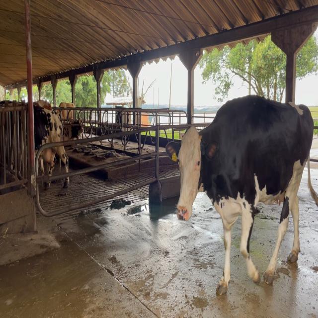 cow-pose-estimation Keypoint Detection Model by Sorin workspace