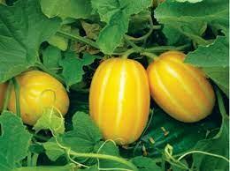 korean-melon Object Detection Dataset and Pre-Trained Model by project-cvkln