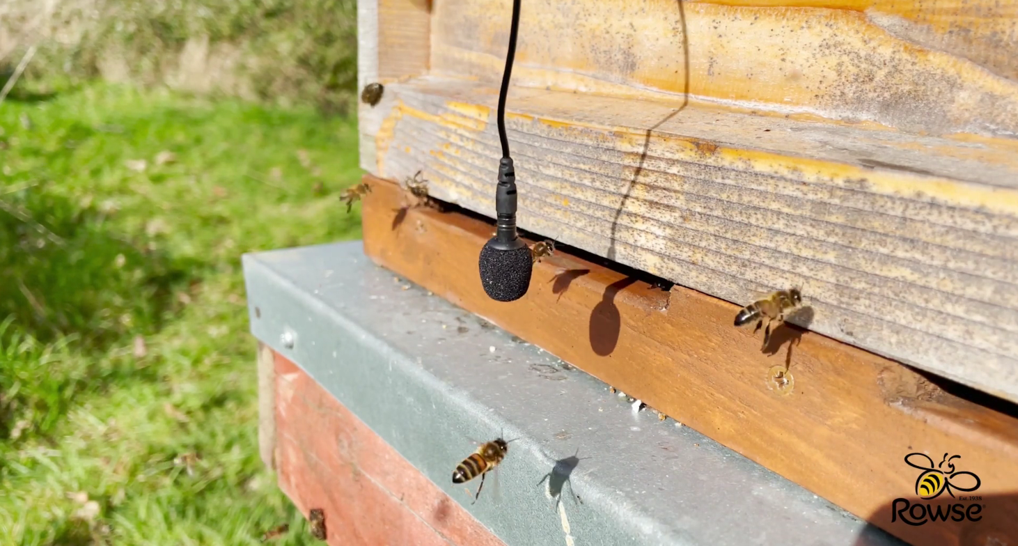 Bee Detection (bee-detection-xv2iq) - Roboflow Universe