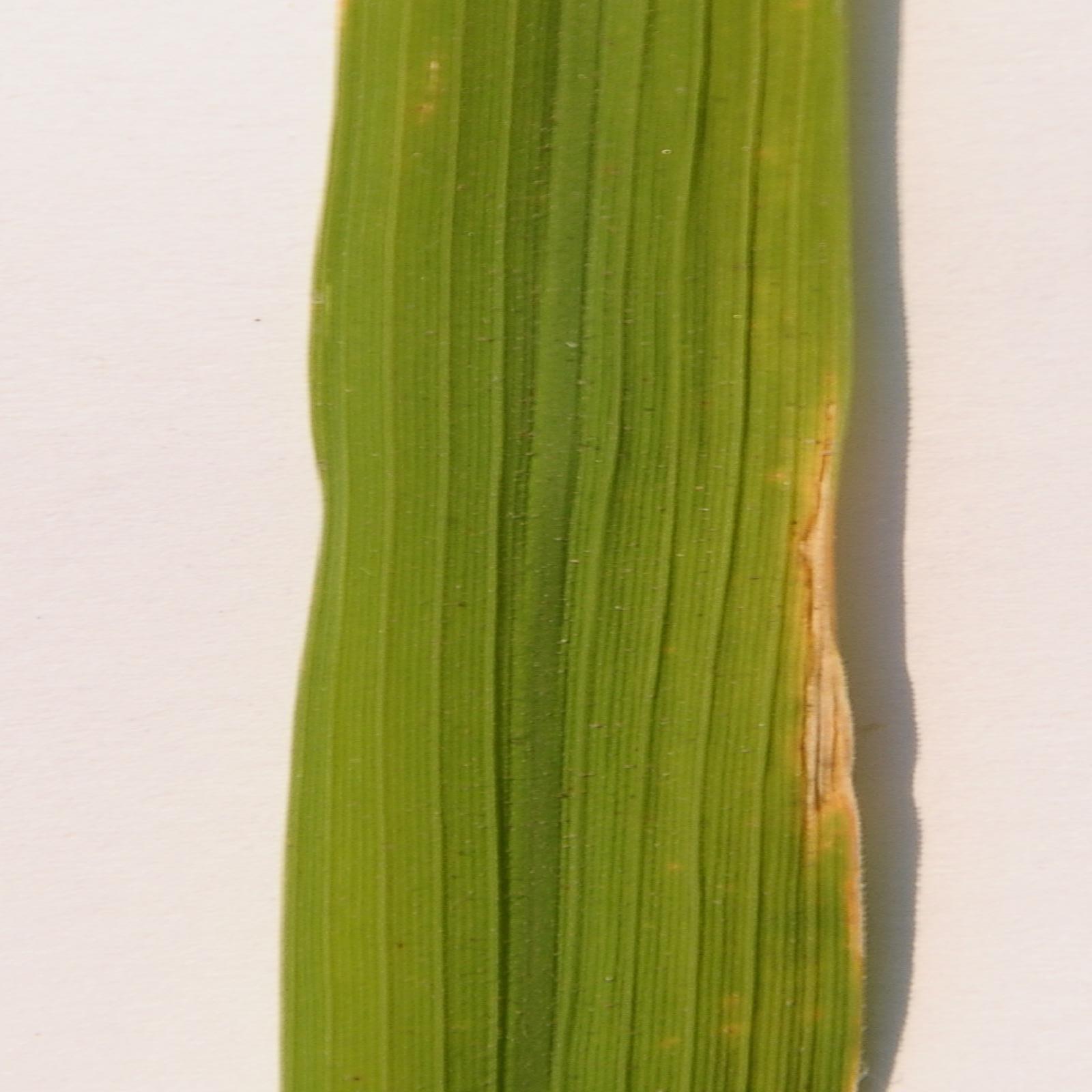Rice Leaf Segmentation Instance Segmentation Dataset By Project