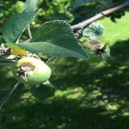 Apple and scab detection Instance Segmentation Model by Scabbed apple ...