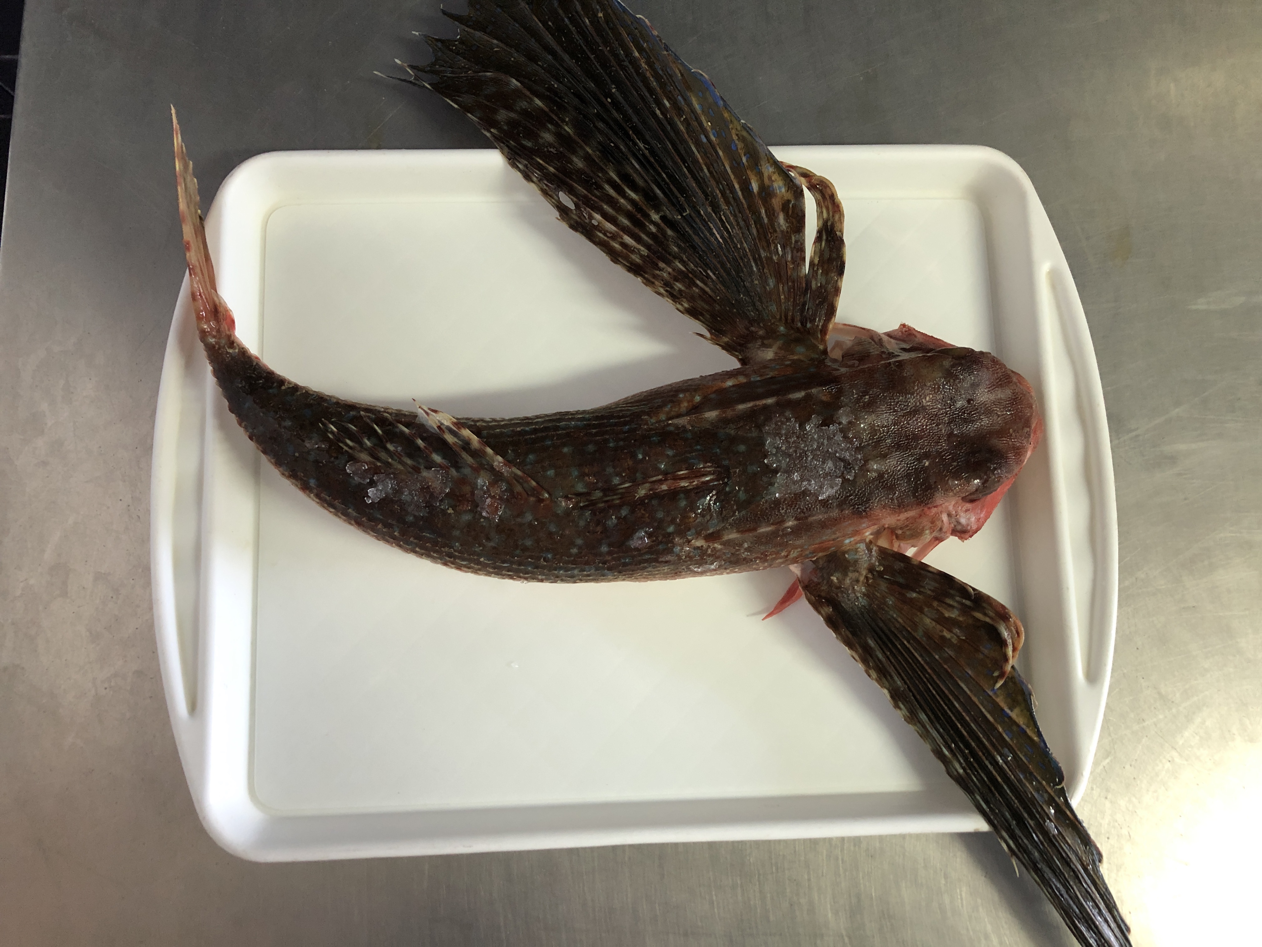 Types of fish Object Detection Dataset by Janas safe space