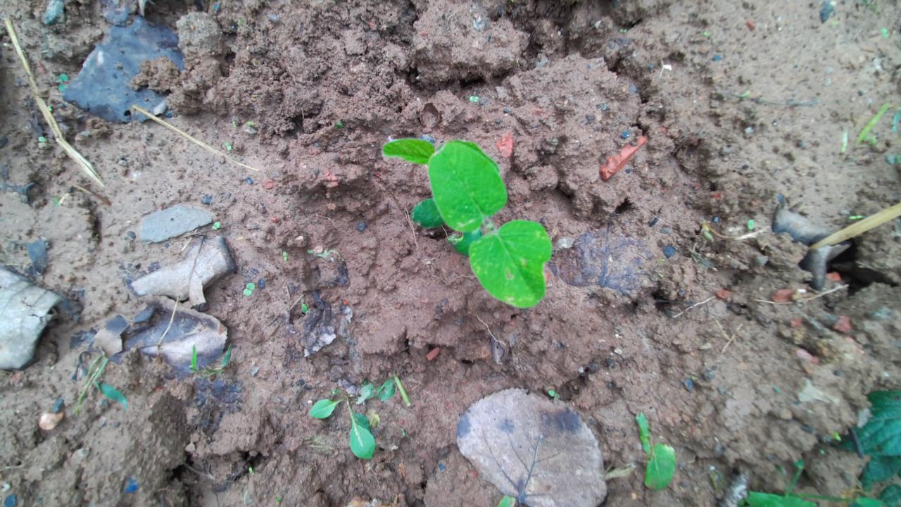 leaf Instance Segmentation Dataset by yejiedian