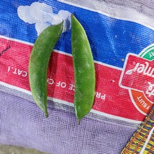 bean Object Detection Dataset by Train