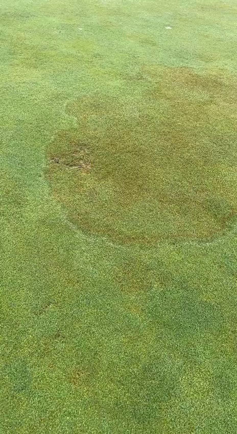 grass Classification Dataset by Iowa State university