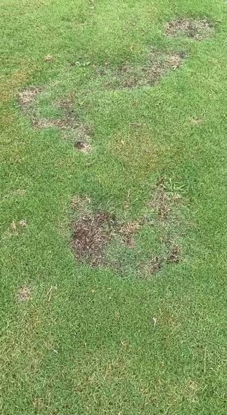 Turfgrass Classification Dataset by Iowa State university