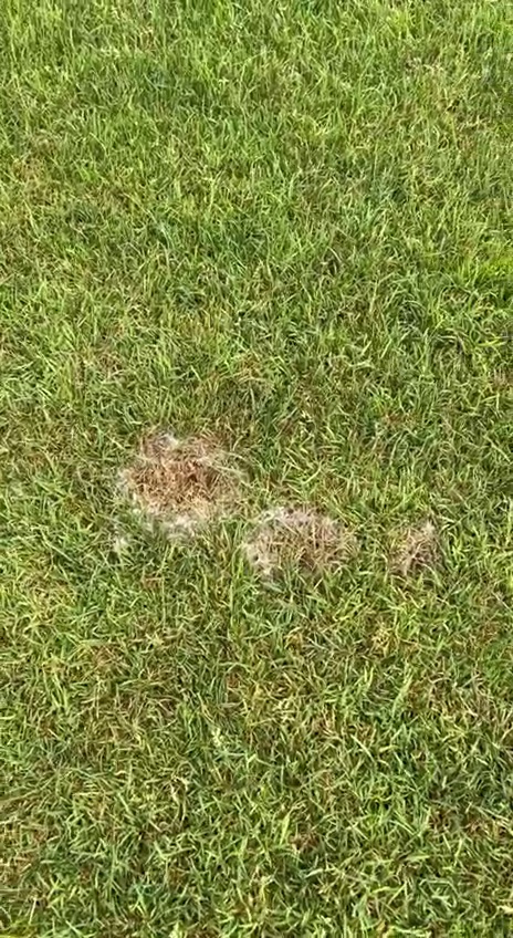 Pythium blight Object Detection Dataset by Iowa State university