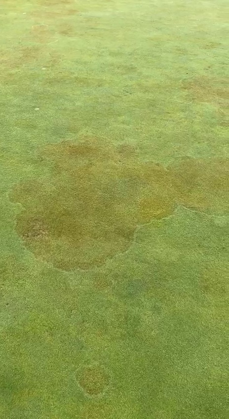 Grassobjectdetection Object Detection Dataset By Iowa State University