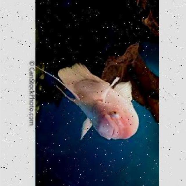 fish Object Detection Model by yolo