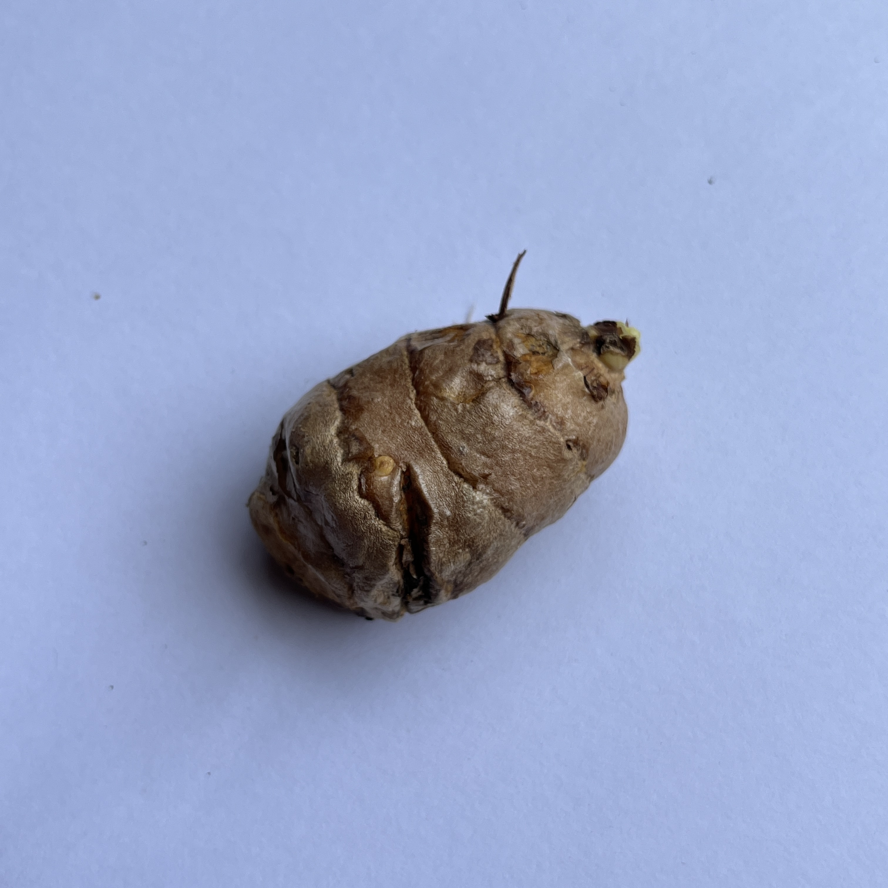 Augmentasi Validation Classification Dataset by Skripsi Rempah