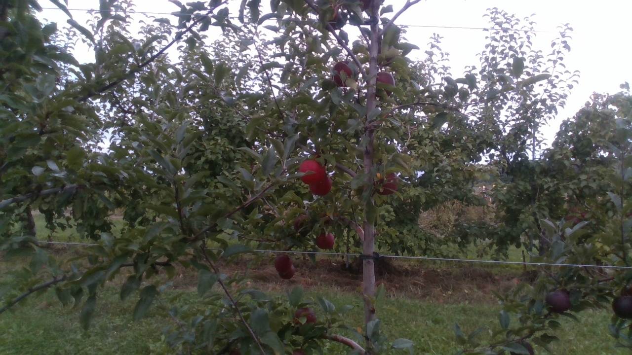 How to Use the Prueba_Manzanas_3 Object Detection API