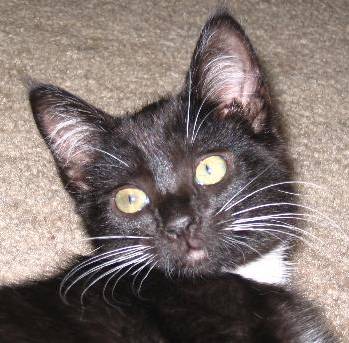 How to Use the cat Object Detection API