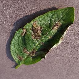 gp project Classification Dataset by gp model