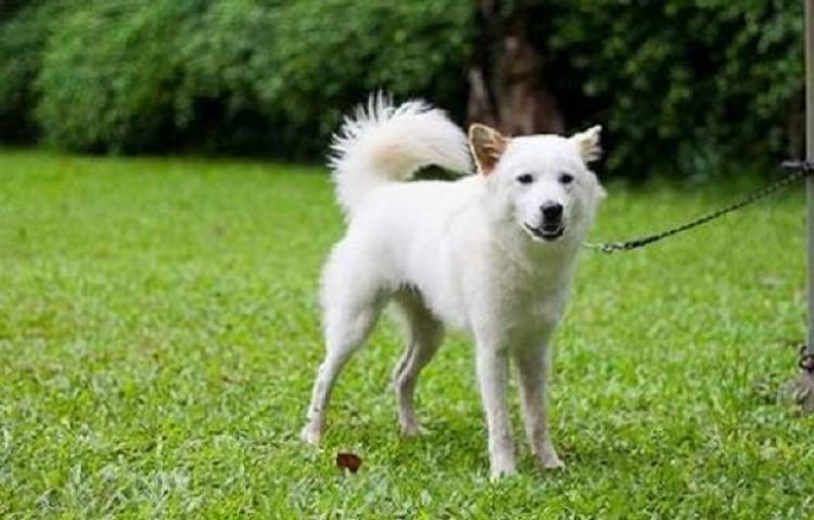 deteksi dog - Roboflow Universe