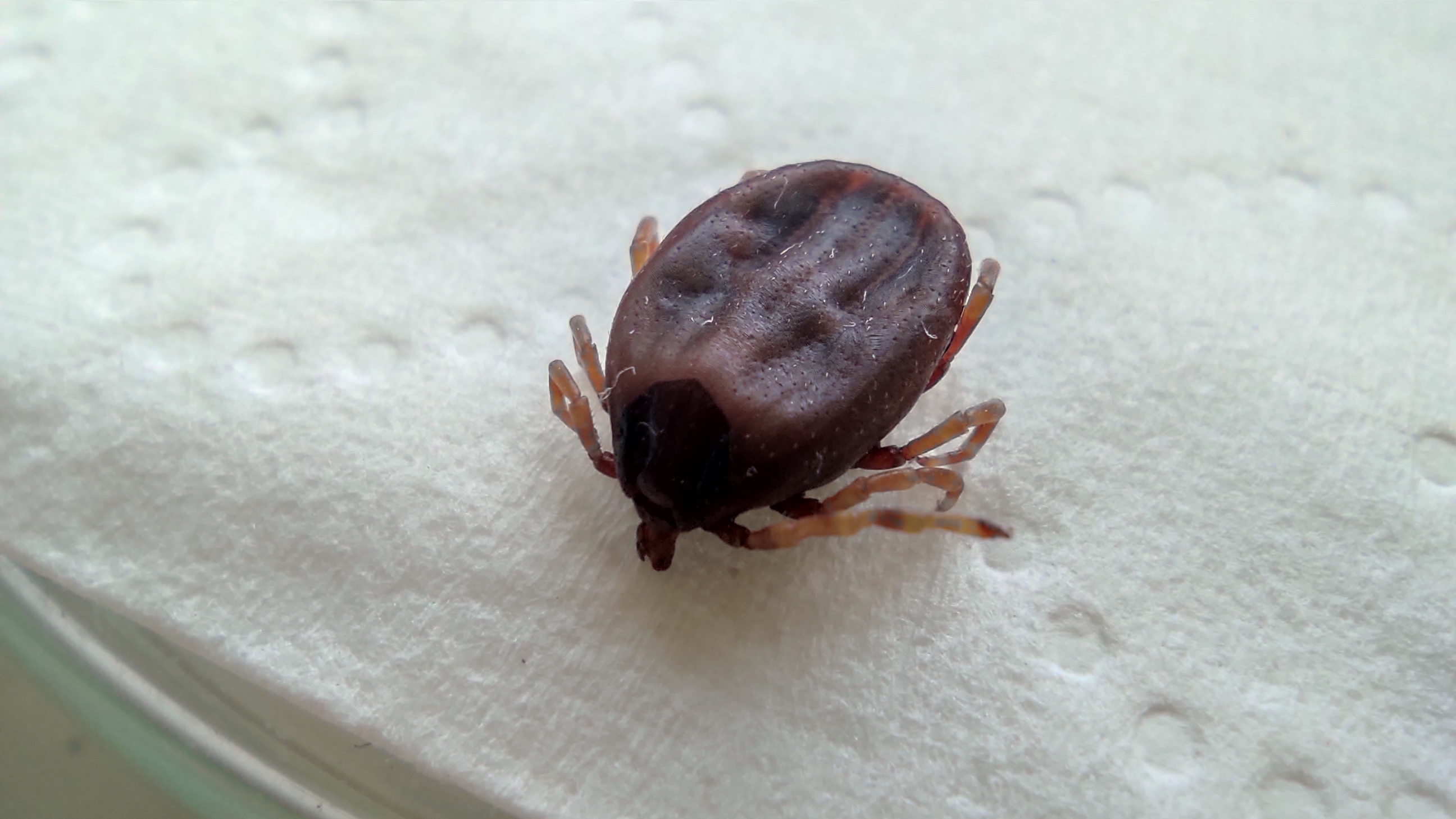 FRCNN Object Detection Dataset by darius2121.ds@gmail.com