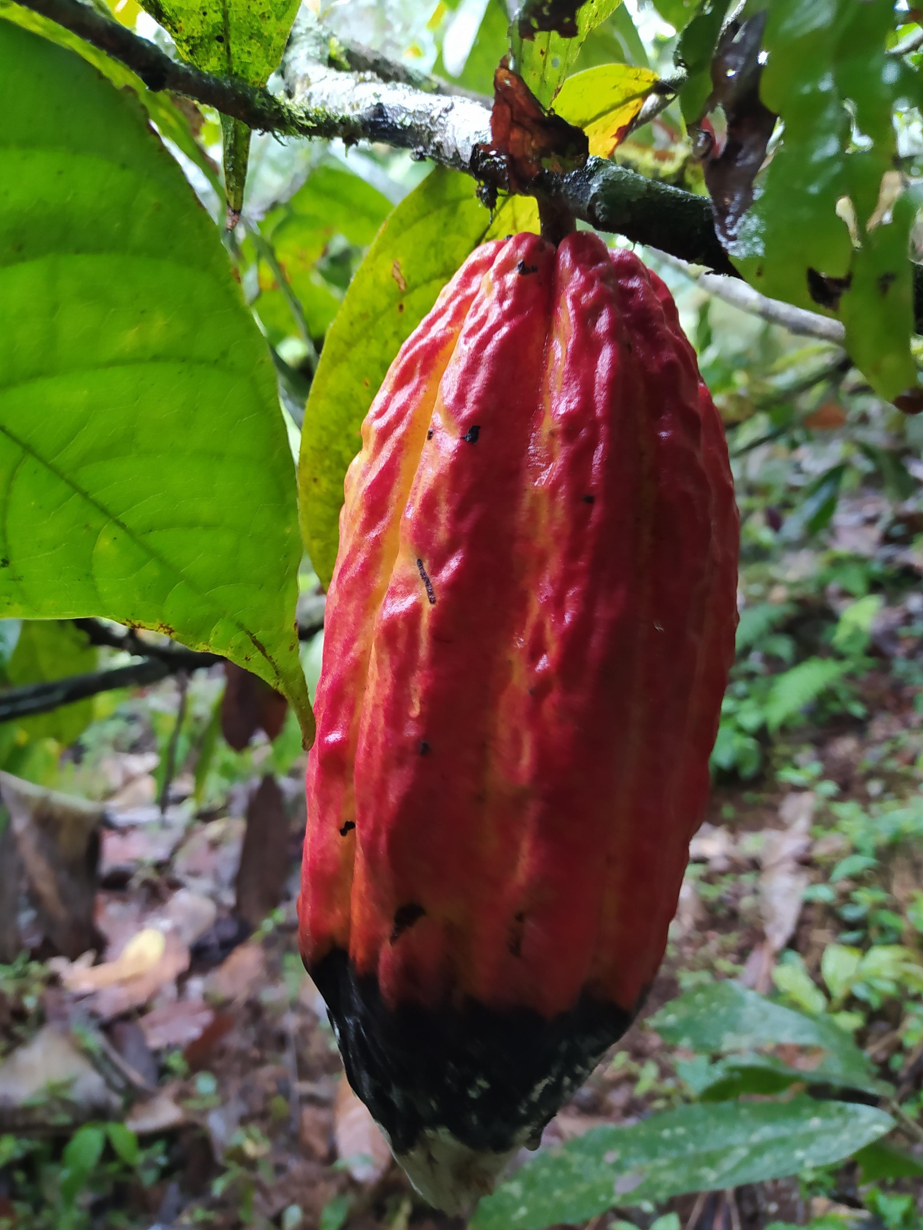 tesis enfermedades del cacao Object Detection Dataset and Pre-Trained ...