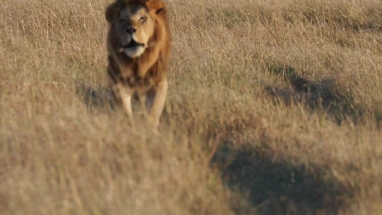 lion model Object Detection Dataset by ahmadjamhuri