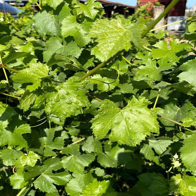 grape Leaf detection yolo8 part3 Object Detection Dataset and Pre-Trained Model by diease leaf