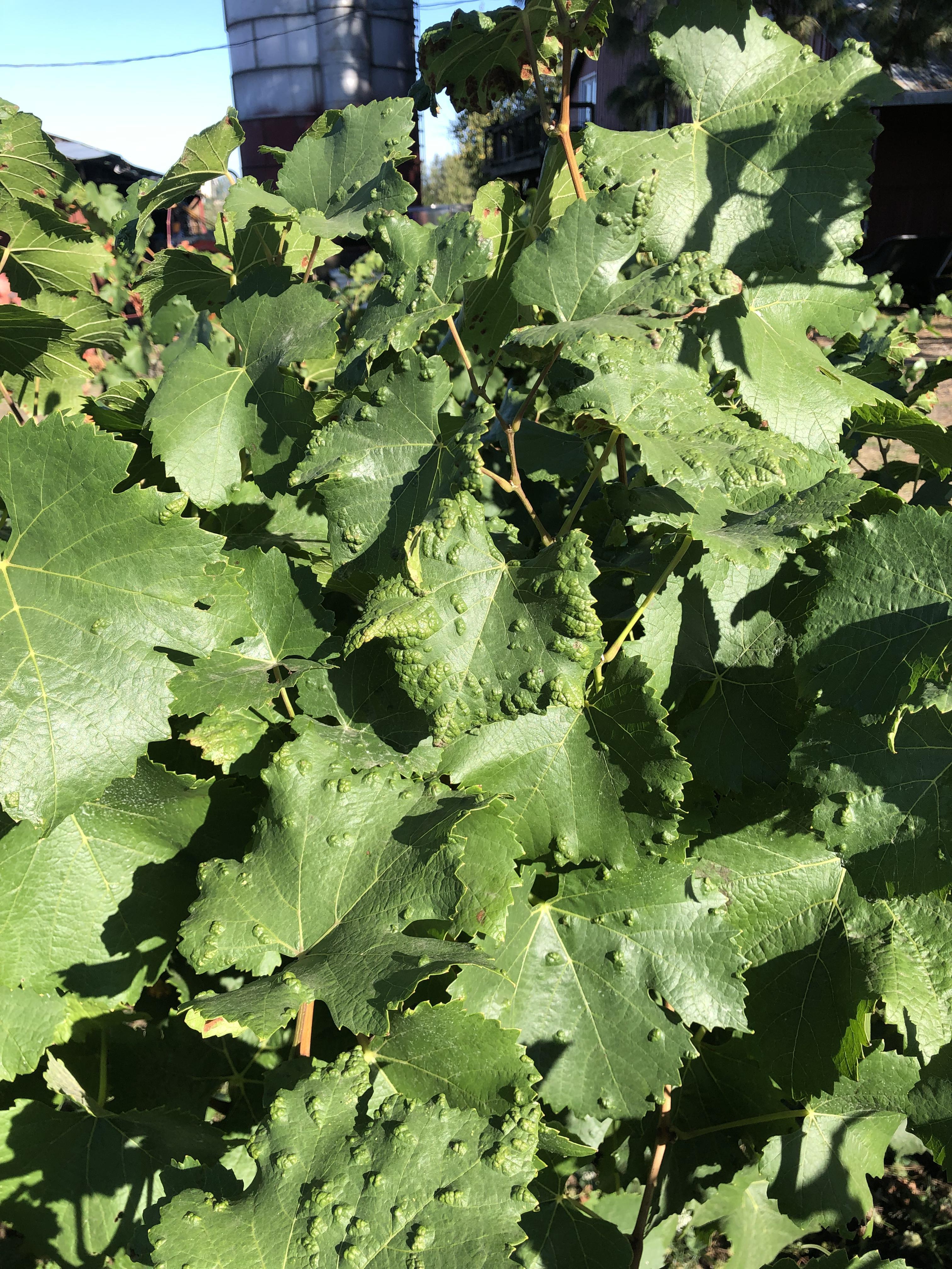 diease leaf - Roboflow Universe