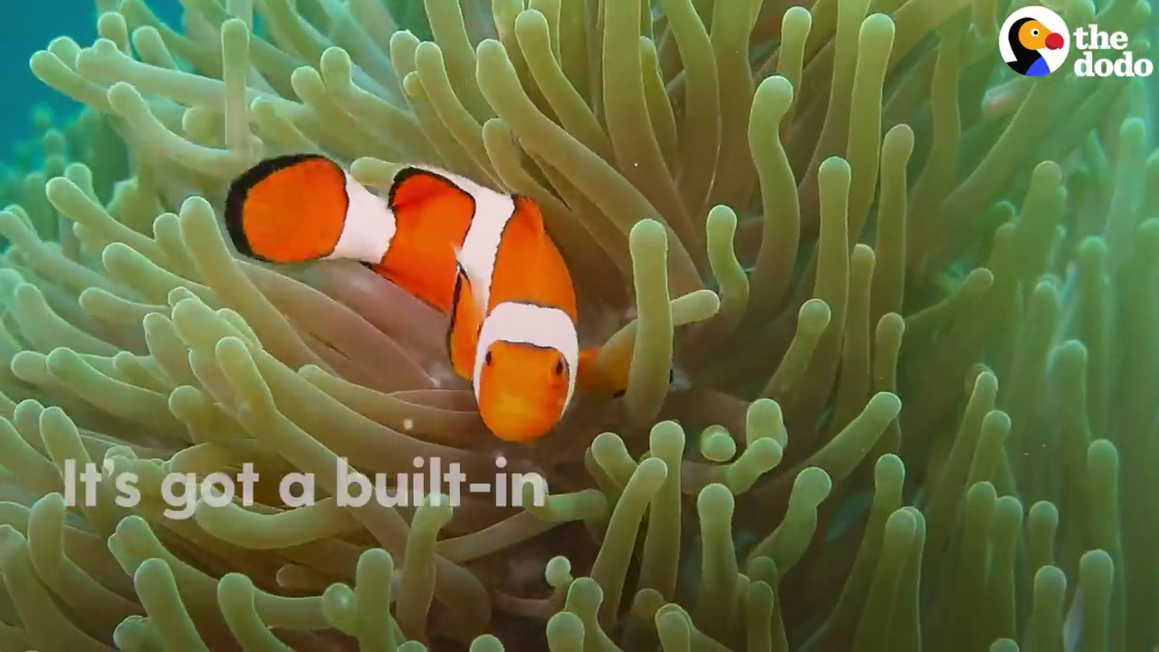 Clownfish Object Detection Dataset by TiCON System Ltd