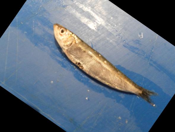 fish Instance Segmentation Dataset by Deep Learning