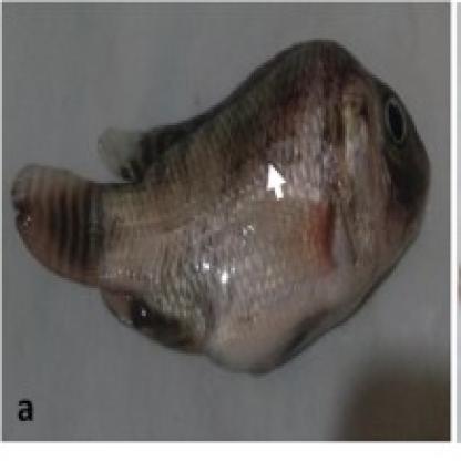 fish disease tilapia Object Detection Model by jean