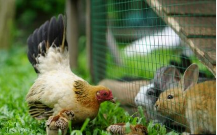 Chicken Detection Object Detection Dataset by My Work