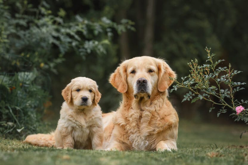 Dogs and Cats Object Detection Dataset by DSG