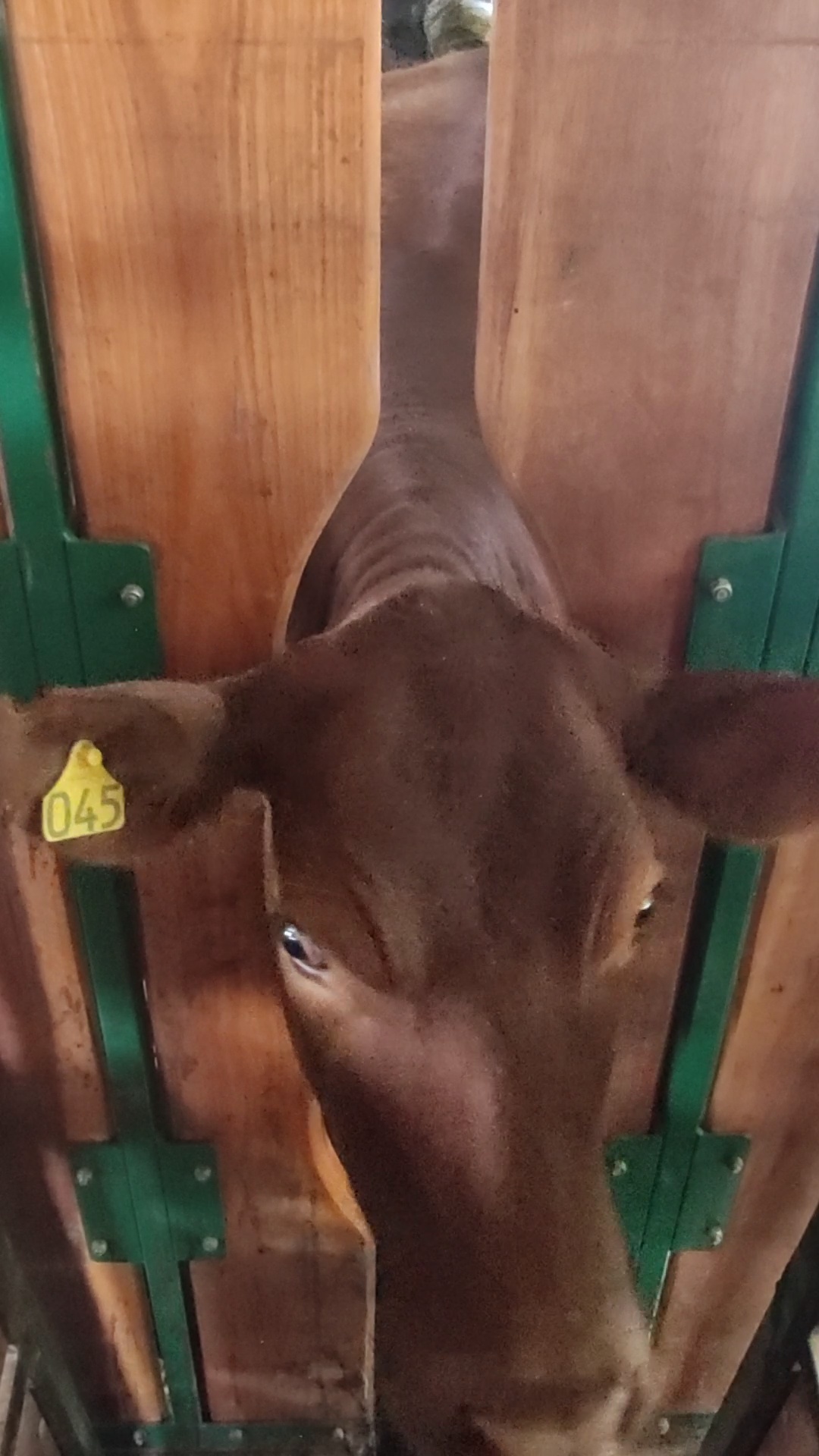 Cattle Detection And Classification 1 Object Detection Dataset And Pre
