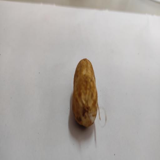 Classification_of_groundnut Object Detection Dataset by SSN FYP Classification_of_groundnut Object Detection Dataset by SSN FYP