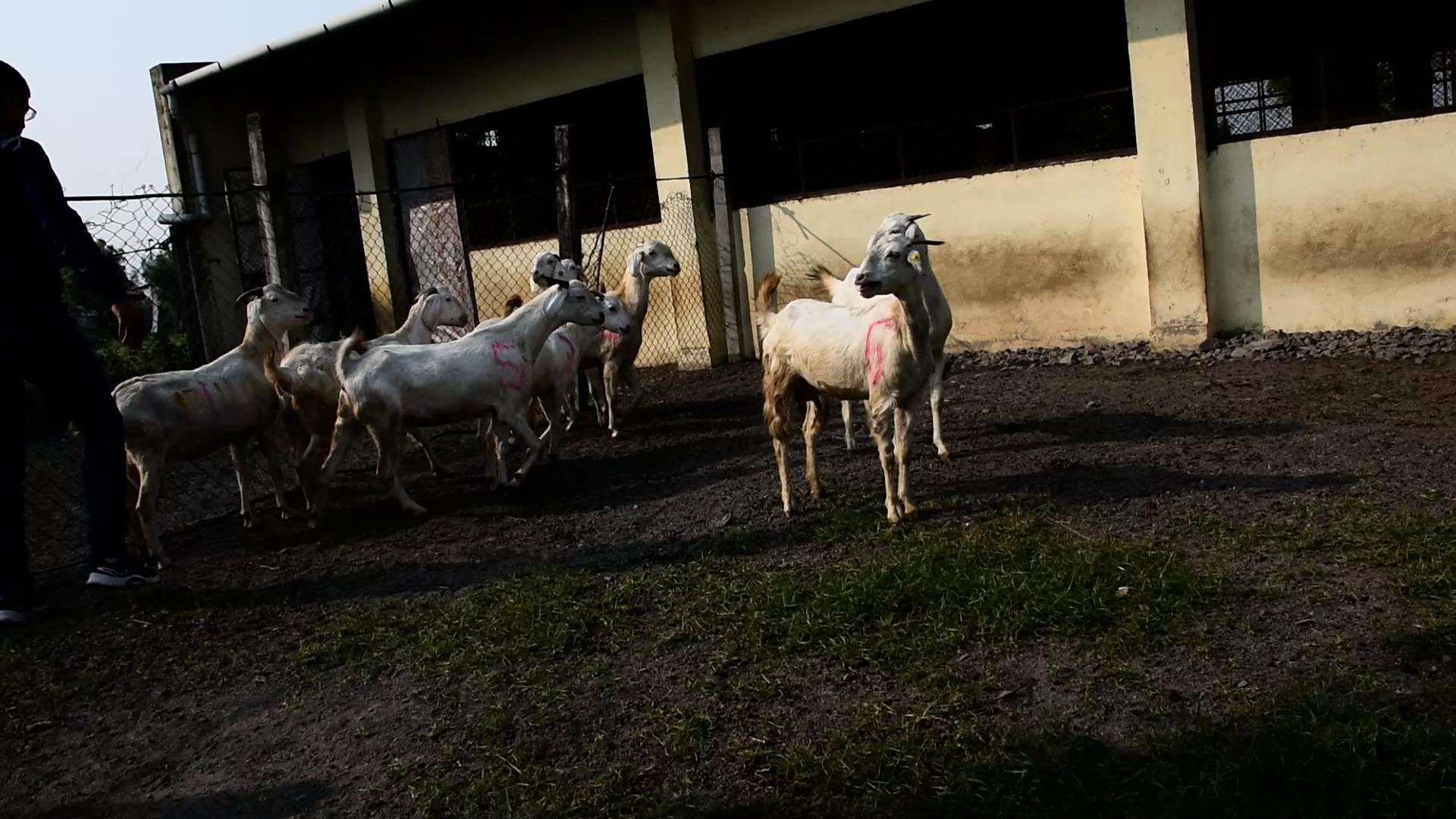 Goat Merge Object Detection Dataset by Goat Face Recognition