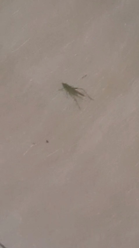 Pest Detection Object Detection Dataset By Insects