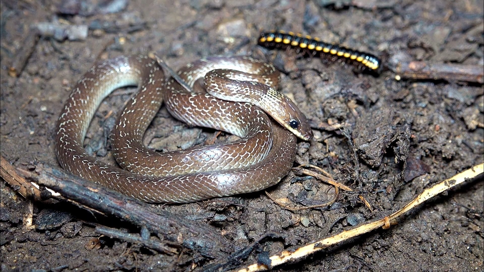 Snake_Segment Instance Segmentation Dataset by snake