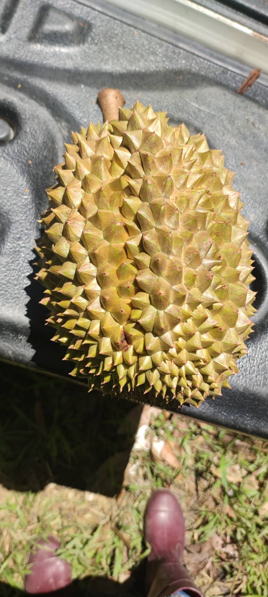 durain grading Object Detection Model by durain grade