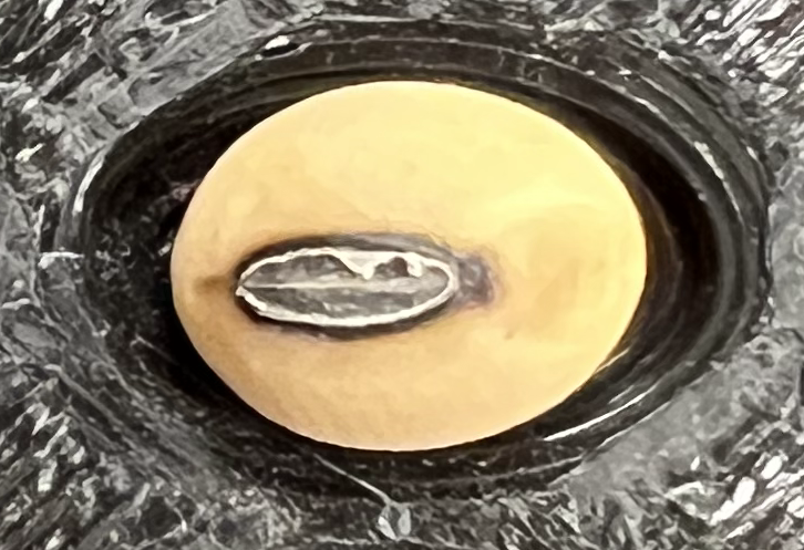 How to Use the Seed identification Object Detection API