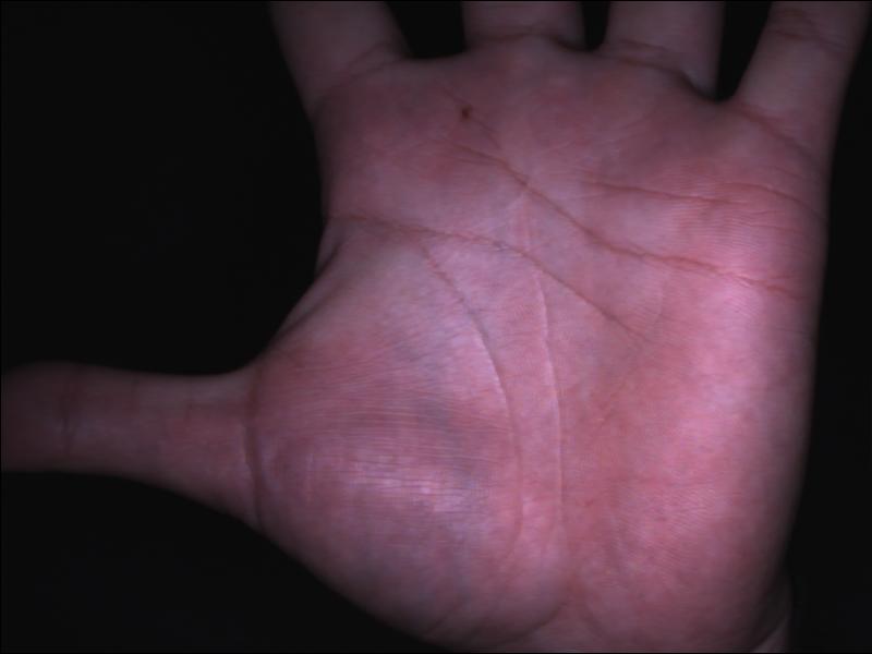 Palm Pretrain Dataset Git Object Detection Dataset And Pre Trained Model By Fastrnn