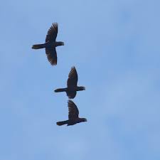 Endemic Birds of Indonesia Object Detection Dataset and Pre-Trained Model by Nathans Project