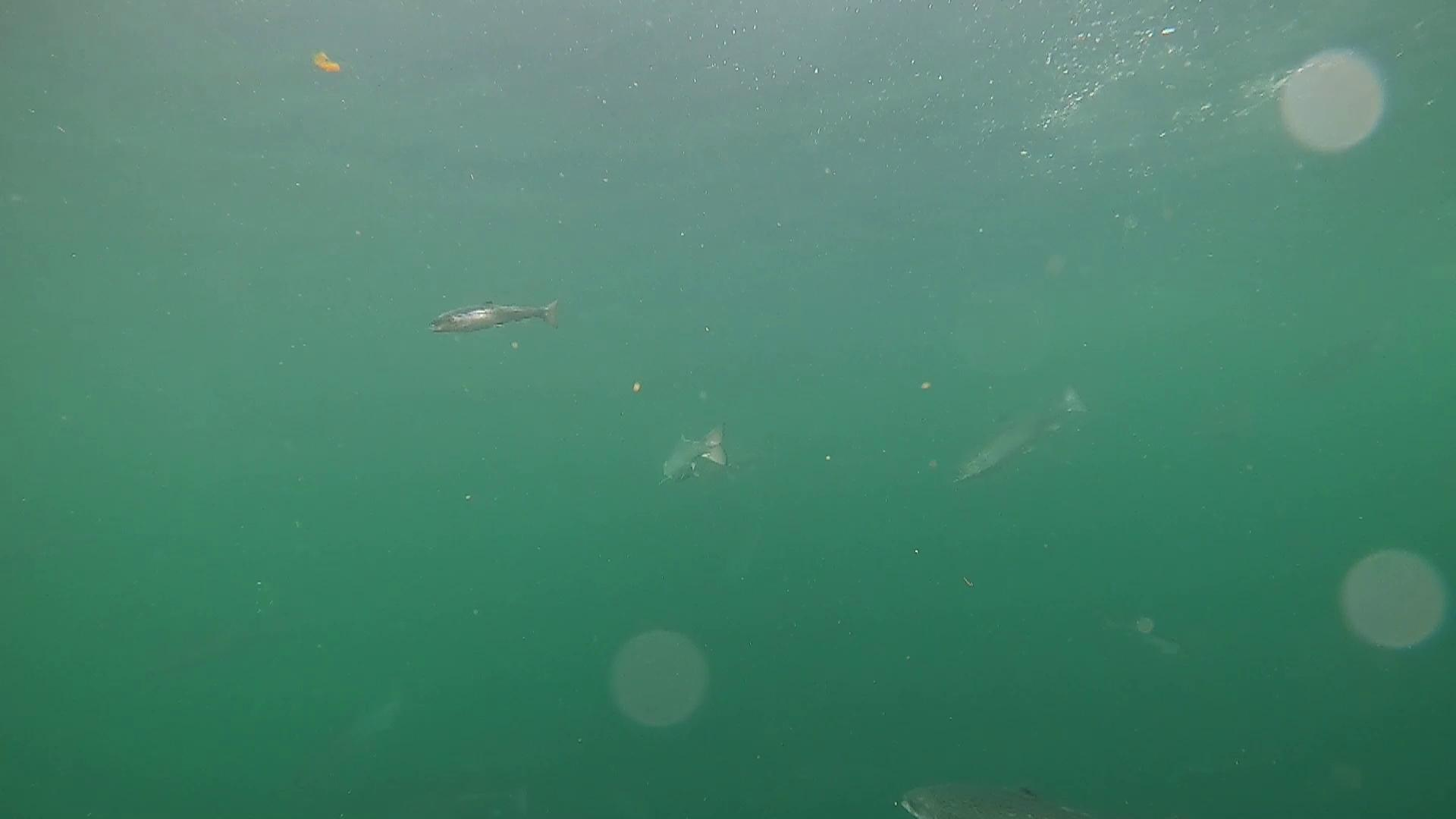 Seg Annotation Instance Segmentation Dataset And Pre Trained Model By Focus