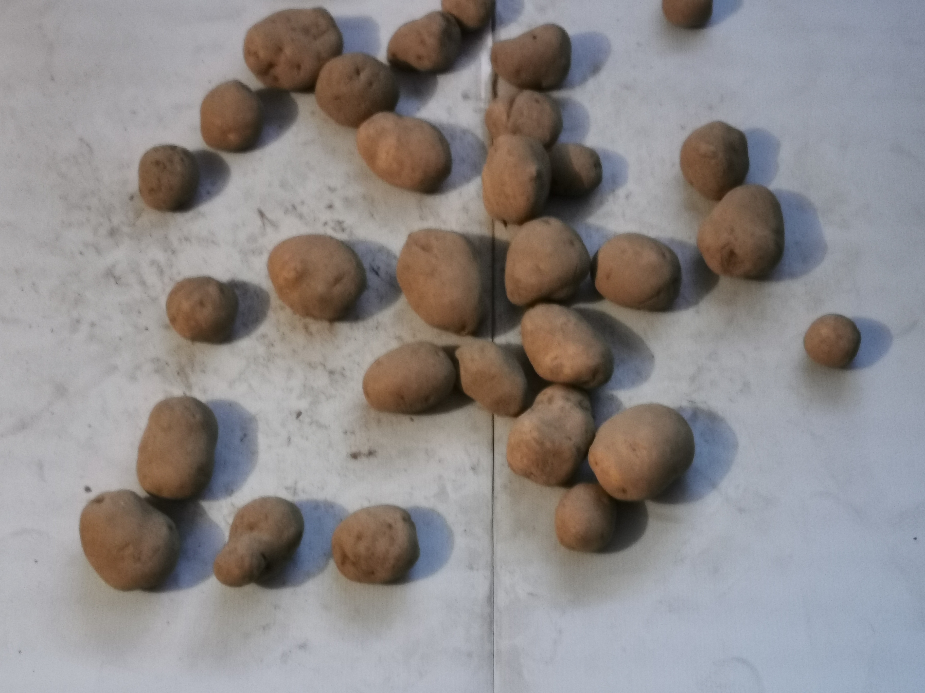 Potato Object Detection Model By Acu