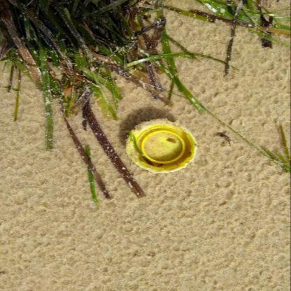 taco Classification Dataset by Yolov7