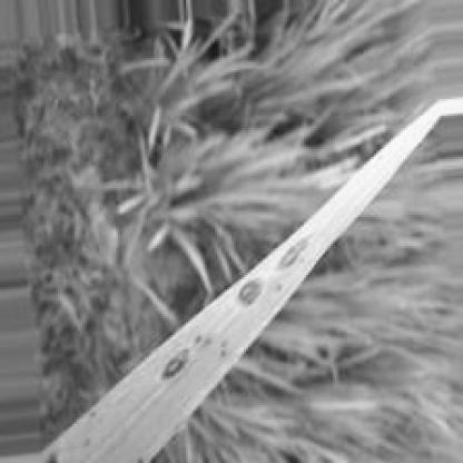 TEST rice disease Object Detection Model by workspace1