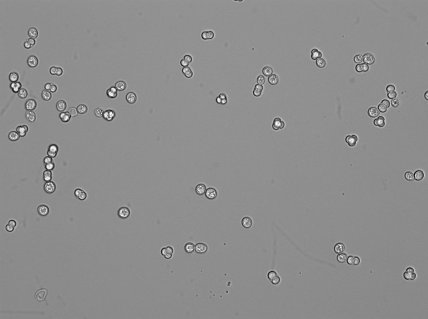 Gal_Classification_Task Object Detection Dataset by Piyush Nanda