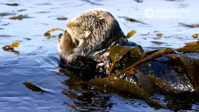 learning_annotate Object Detection Dataset by yolo