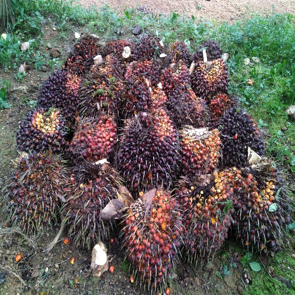 Oil Palm Detection Object Detection Dataset By Lim Sheng Qin