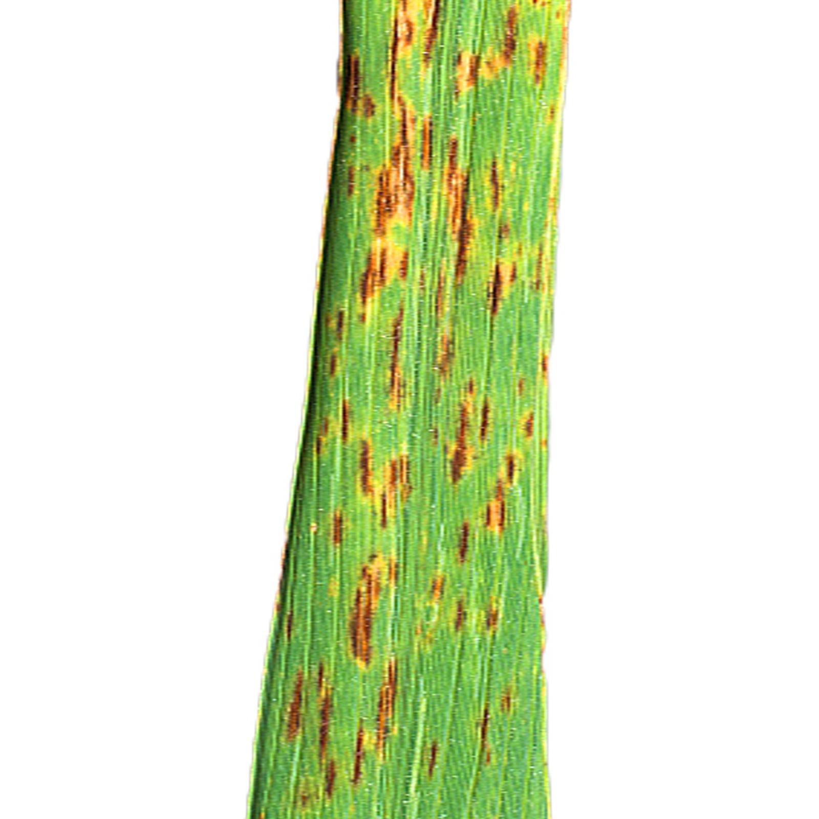 Riceplantdetection Object Detection Model By Ignatius Pandu A