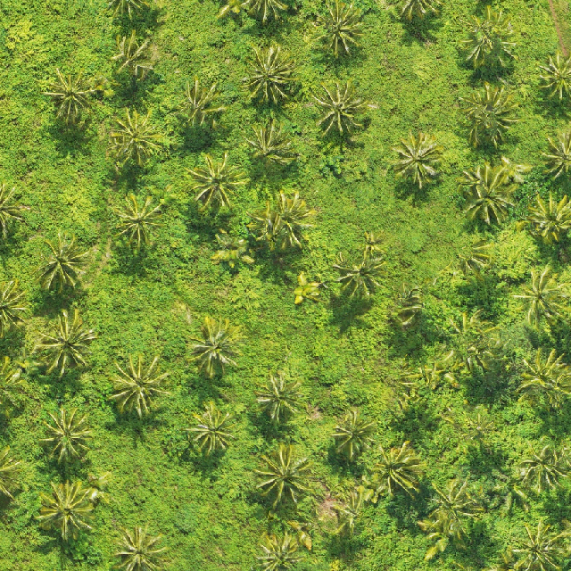 Tree Counting Instance Segmentation Dataset and Pre-Trained Model by Test