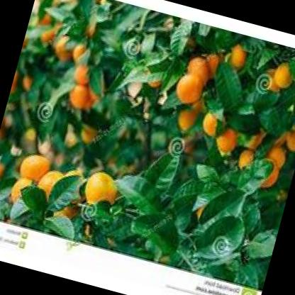 Merge Single with Multiple Object Object Detection Dataset by Vietnamese Fruit Dectection