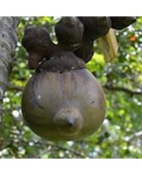 Coconut Detection (Single Object) Image Dataset Object Detection Dataset by Vietnamese Fruit ...